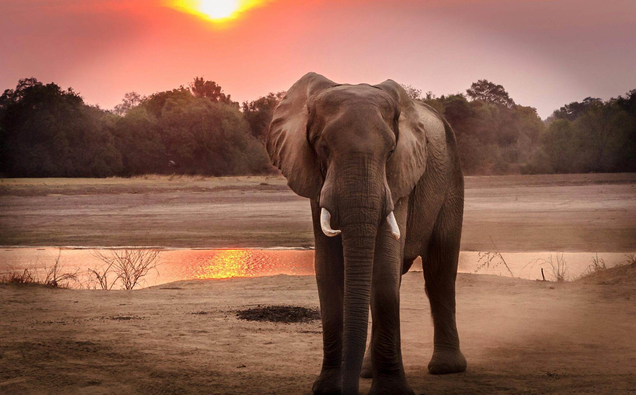 The Elephants of Tarangire National Park - Tarangire NP